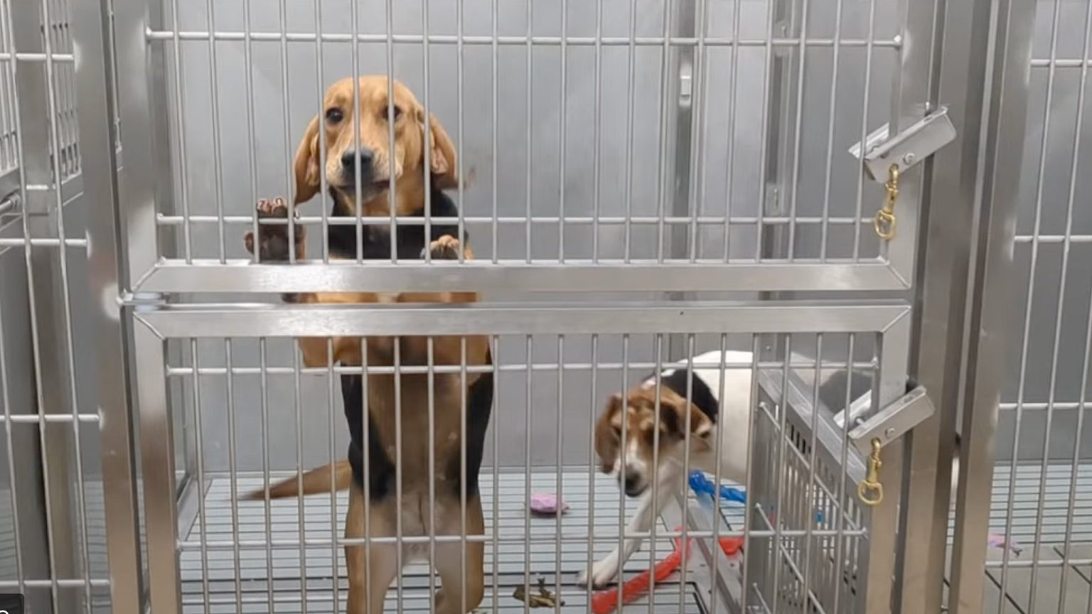 VIDEO: Ontario's ban of invasive medical research on dogs and cats a ...