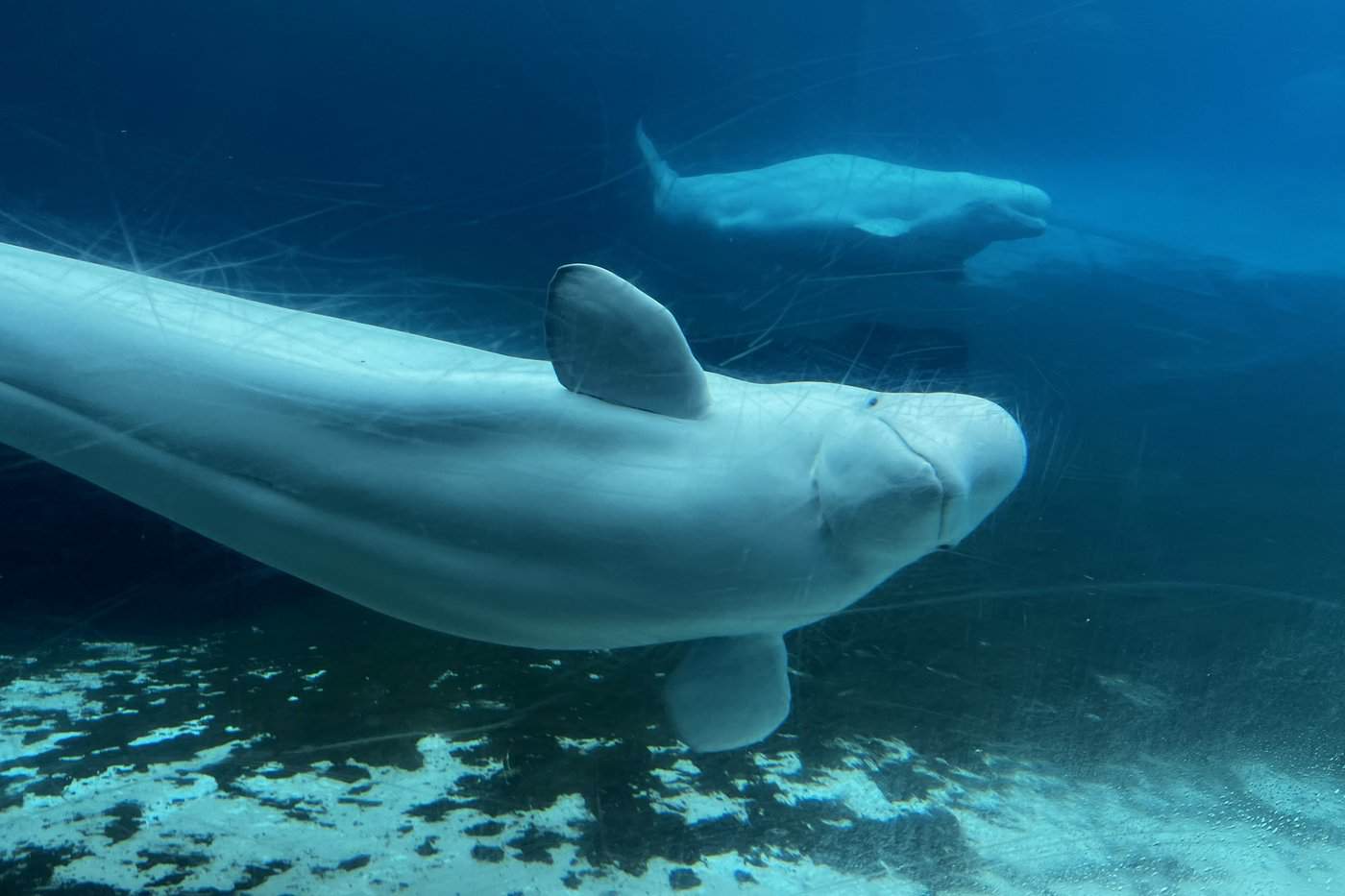 Marineland's belugas are alive after euthanasia deadline passes ...