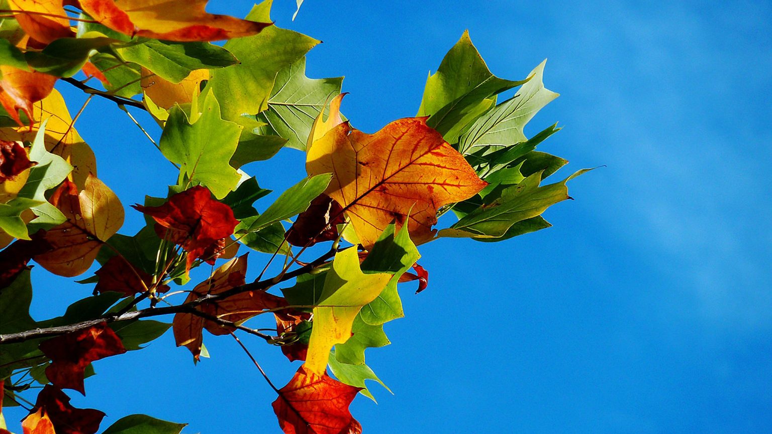 Rain, sun and chilly nights forecast for Thanksgiving weekend in ...