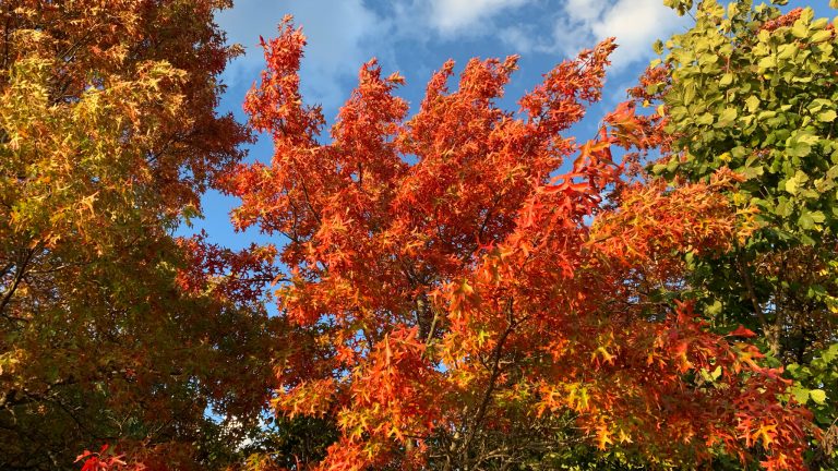 Oct. 26 weather: Cool but sunny skies forecast in southern Ontario ...