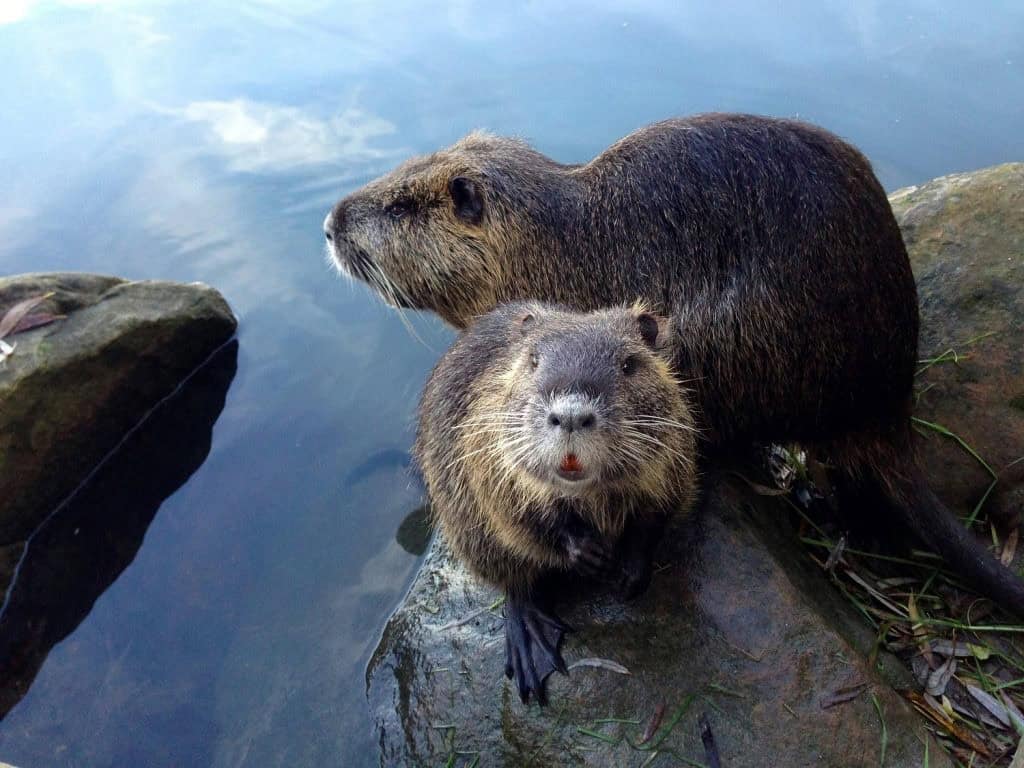 Busy beavers build dams that impact flood control in Mississauga ...