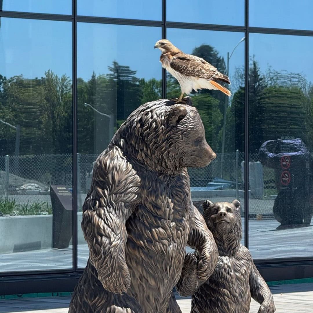 Park with 12,500 pound bear opens as multi-year transit project in ...