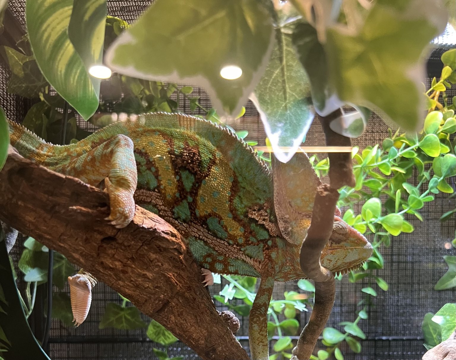 Turtles, snakes and iguanas on display at Canada’s first exotic animal ...