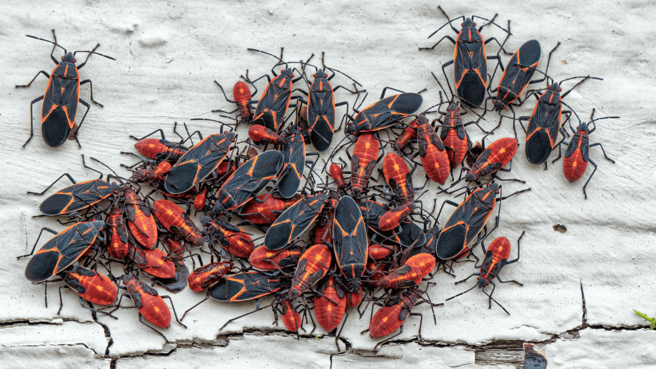 6 pests residents might see inside their homes this winter in Ontario ...