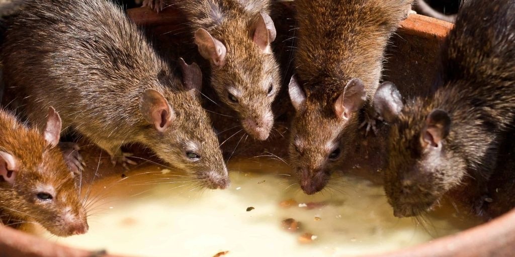 Rat problems persist as Toronto and Mississauga rank among worst in ...