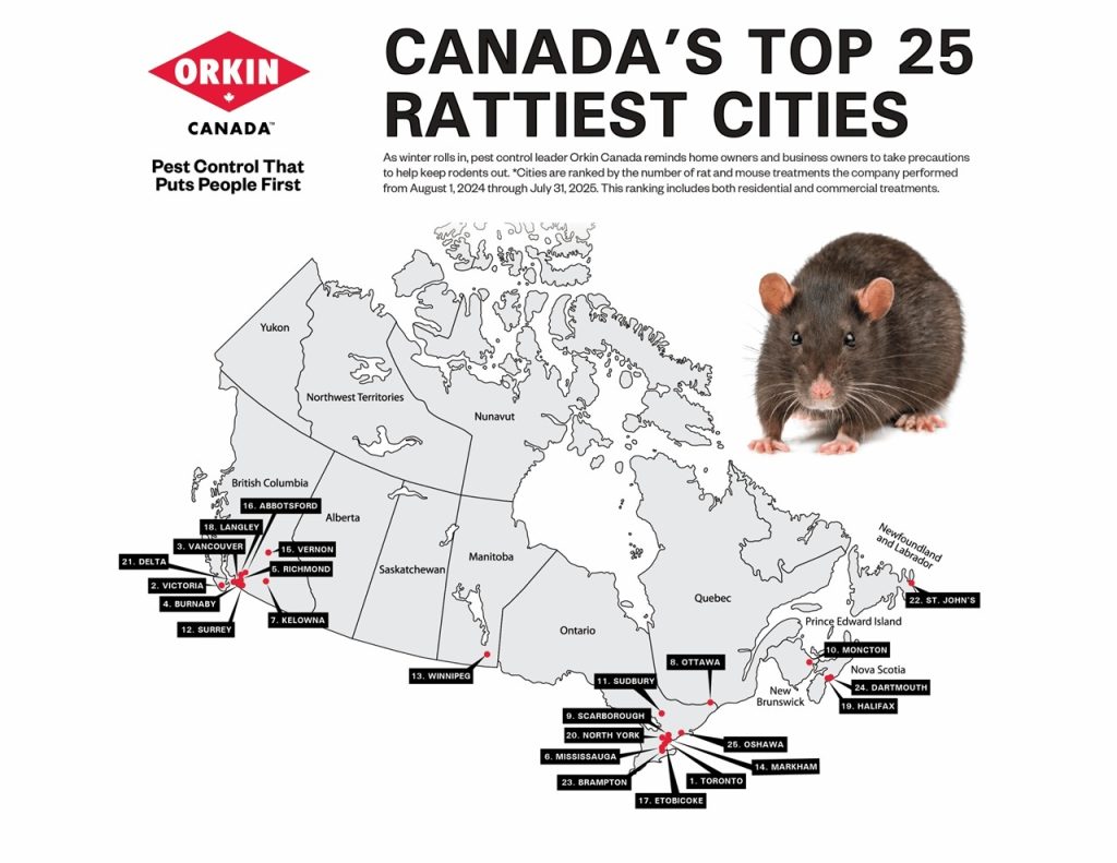 Rat problems persist as Toronto and Mississauga rank among worst in ...