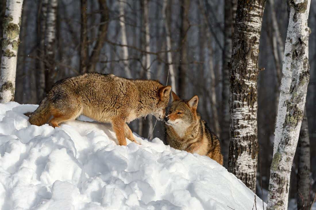 Track urban coyote activity during mating season with interactive map ...