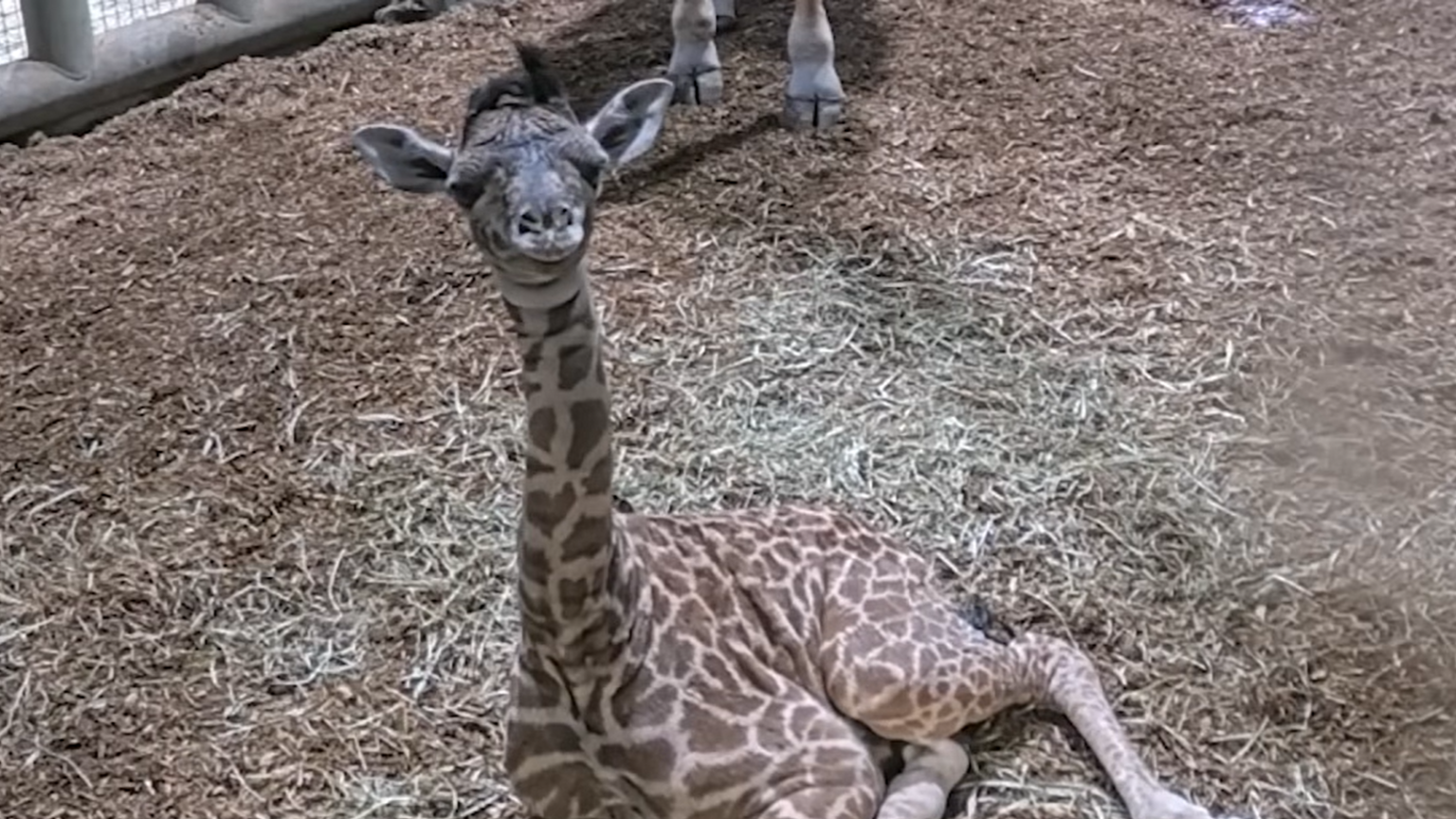 New addition to Toronto Zoo as endangered giraffe is born | INsauga