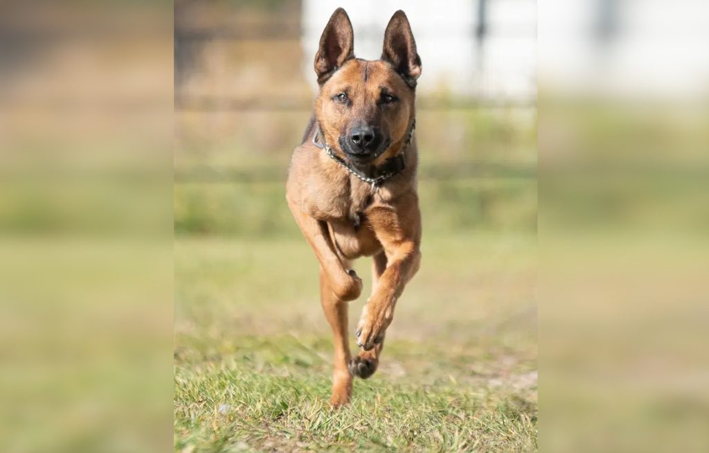 VIDEO: Police dog with over 100 arrests in Mississauga and Brampton ...