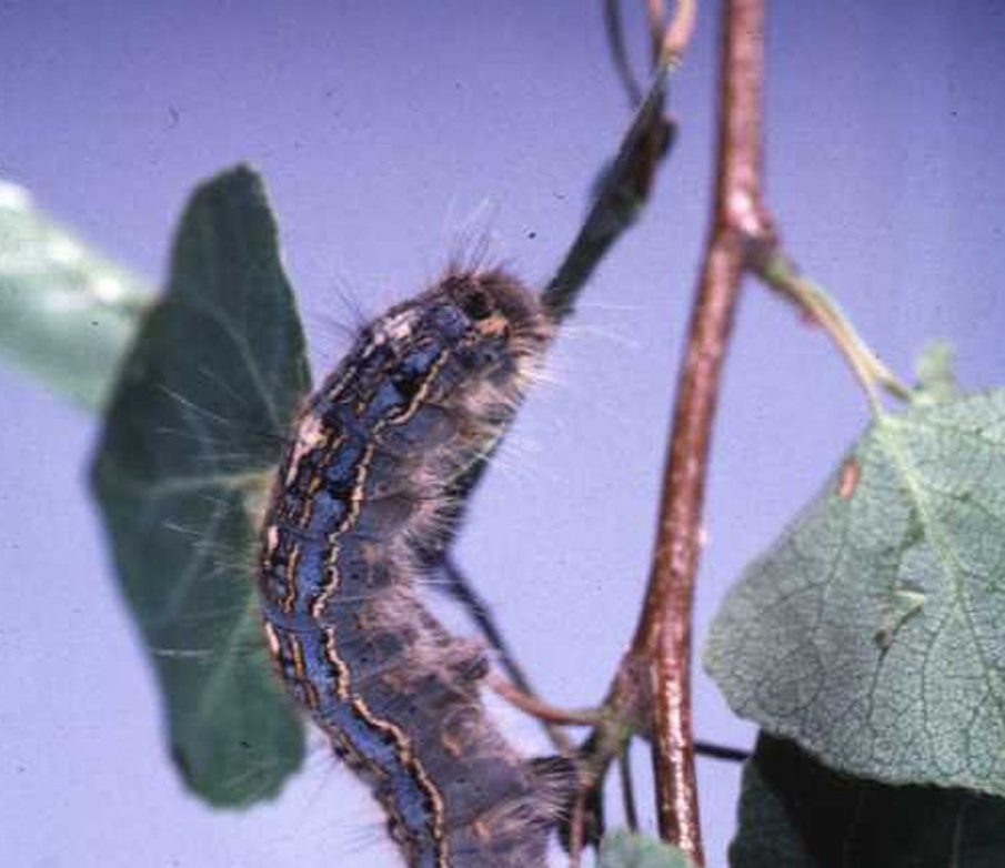 'Just be amazed:' Alberta is seeing a cyclical outbreak of caterpillars ...