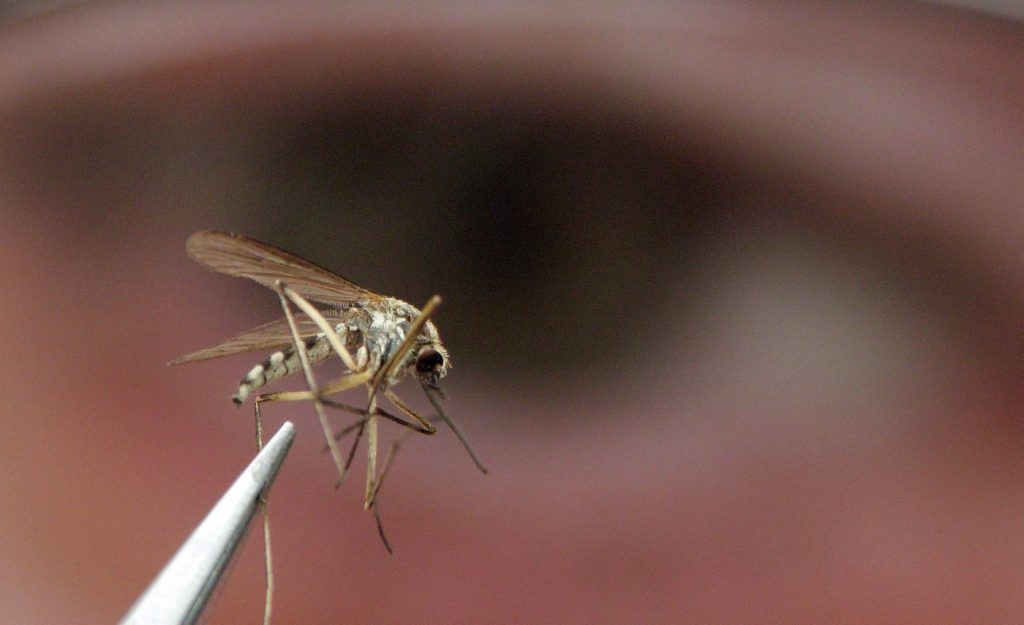 Invasive mosquitoes and brain-swelling virus detected in B.C. region ...