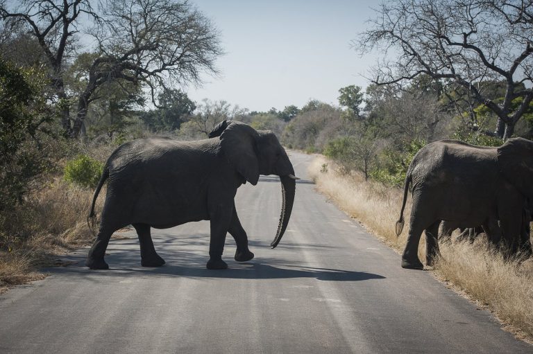 Canadian shot dead at South Africa wildlife park in apparent accident ...