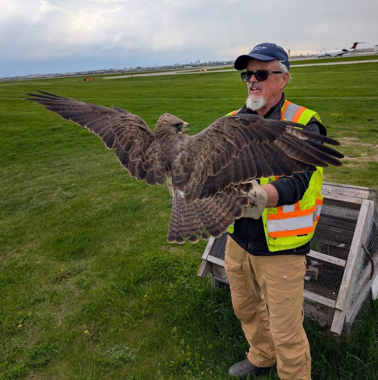 North American bird of prey makes rare visit to Toronto Pearson Airport ...